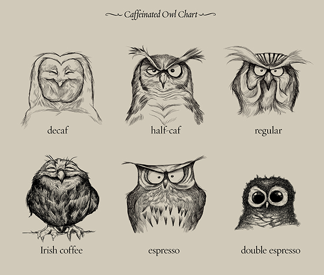 The caffeinated world of owls | Talking Espresso and Great Coffee